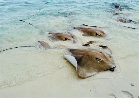 Stingrays Species In Scarterra World Anvil