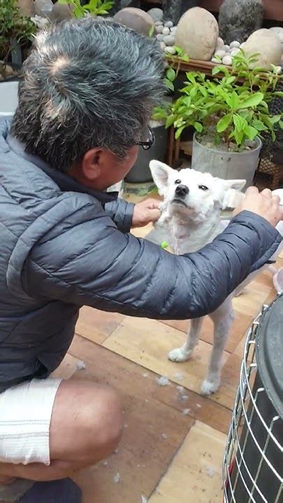 착한 강아지 집에서 털깎기 Youtube