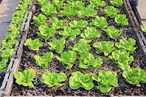 Lettuce Spacing To Grow Perfect Plants Every Time