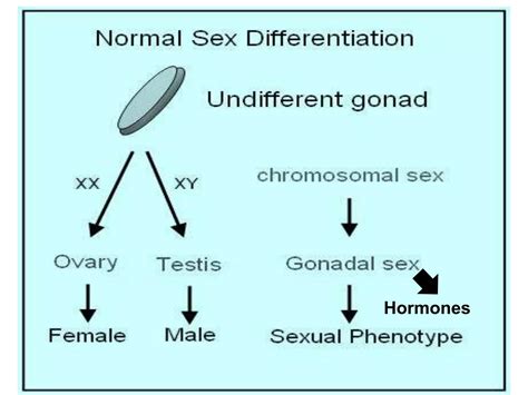 Disorders Of Sex Development Pptx