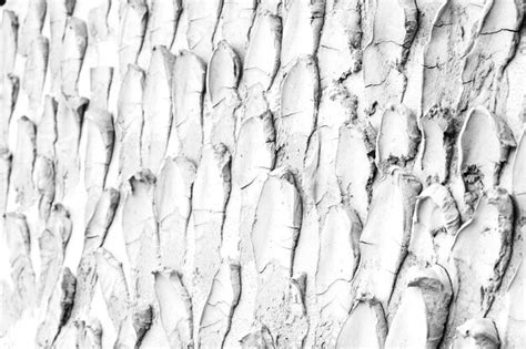 White Tree Texture Images Free Download On Freepik