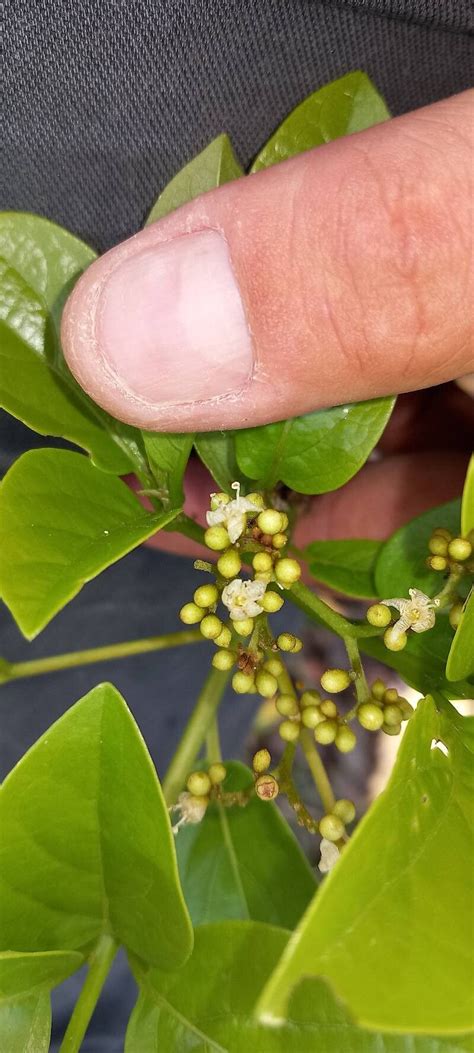 How To Grow Cordia Collococca Earthone