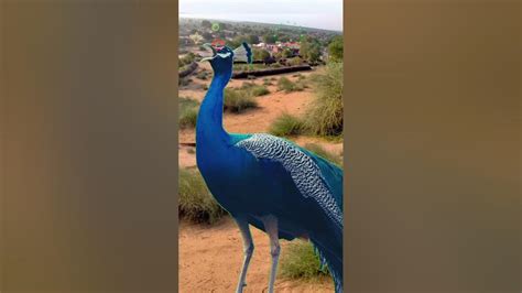 Hungry Peacock Enjoying Youtube