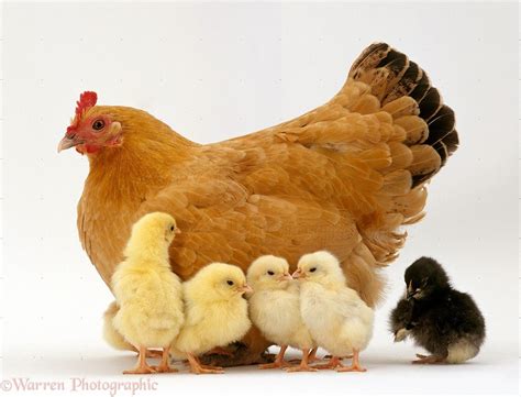 Small Poultry Flock Management New Mexico State University Be Bold