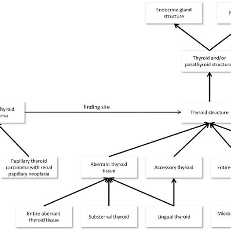 Parts Of The Snomed Ct Ontology Are Shown As A Directed Acyclic Graph