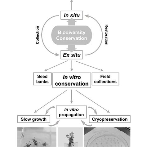Schematic Representation Of Different Conservation Strategies With