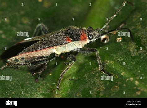 SWanplant Seed Bug Arocatus Rusticus Stock Photo Alamy
