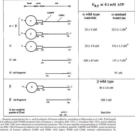 Figure 7 From Evidence For An Interaction Between Adducin And Na K