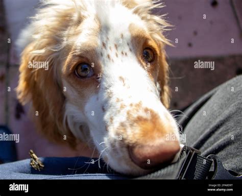 Closeup Of A Apricot And White Cockapoo Face Looking Up At You Stock