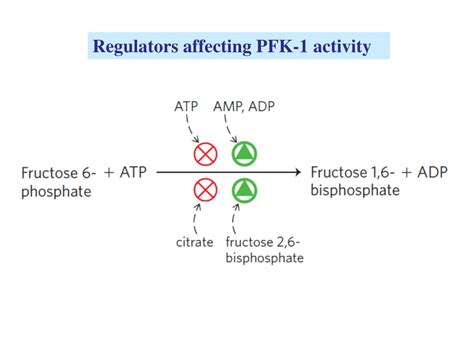Ppt Principles Of Metabolic Regulation Powerpoint Presentation Free