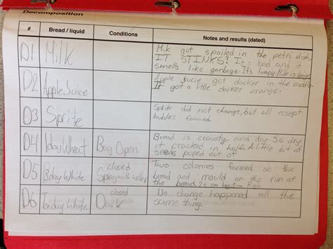 Bread Mold Experiment Data