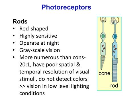 Afferent Visual Pathway Pdf
