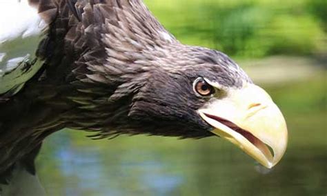Steller Sea Eagle Vs Golden Eagle