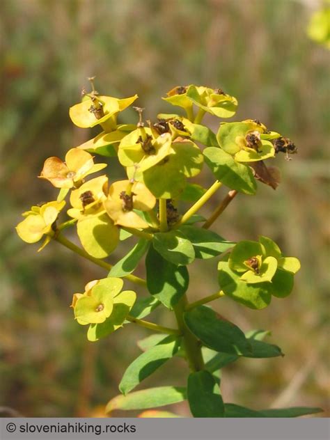 Gladki Mleček Slovenia Hiking Rocks