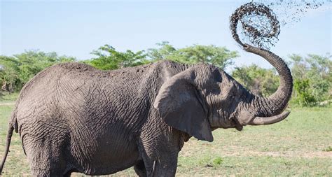 One Click Upgrade Your Postgresql To Version 101 Now Available