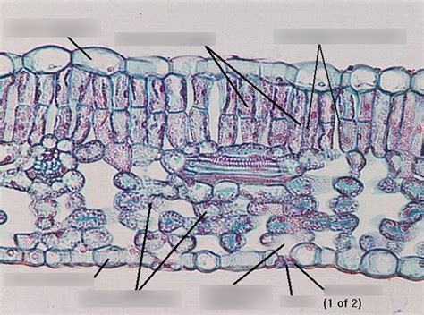 Ligustrum Leaf Diagram 400x Diagram Quizlet