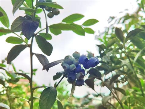 8种适合家庭盆栽的果树，好看还能吃 知乎