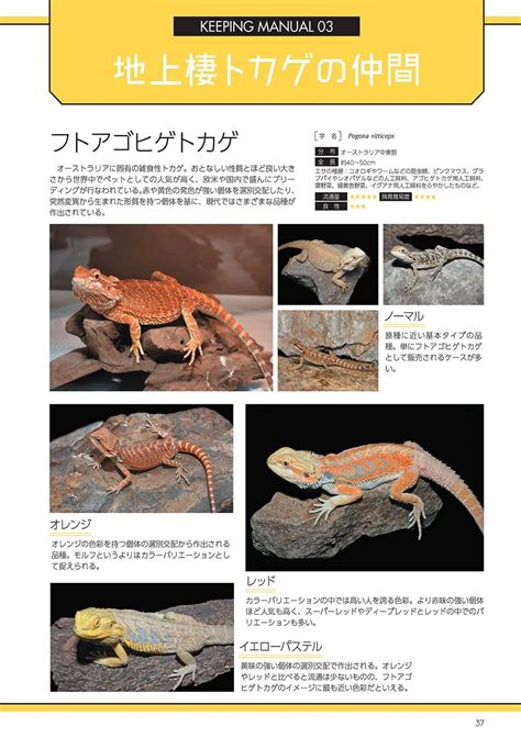 爬虫類飼育完全マニュアル Vol6