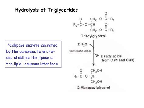 Lipid Metabolism Metabolism Of Dietary Lipids Oxidation Of