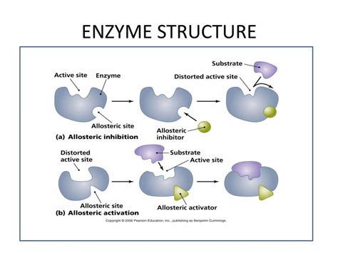 Enzyme Structure Active Site