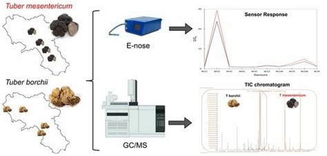 Horticulturae Free Full Text Odour Fingerprints Of Black Tuber