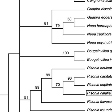 The 50 Majority Rule Bootstrap Consensus Tree Inferred From Nrits Data