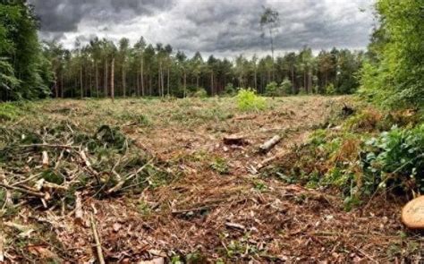 Trái đất Sẽ Ra Sao Sau Khi Con Người Biến Mất Trái đất Sẽ Ra Sao Sau