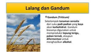 Perumpamaan Lalang Dan Gandum Ppt