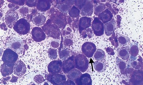 Cytology Of Mast Cell Tumors In Veterinary Medicine A Clinical Perspective — Moichor