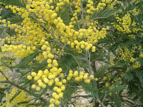 Characteristics And Tips For Growing An Acacia Tree