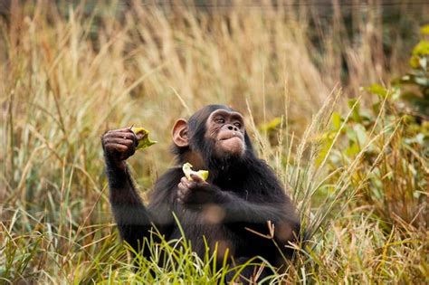 Premium Photo Monkey Sitting On Grass