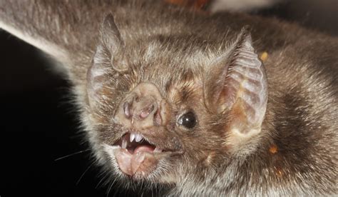 Desmodus Rotundus
