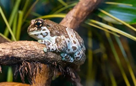 Amazon Milk Frog Care Guide And Interesting Facts Az Reptiles