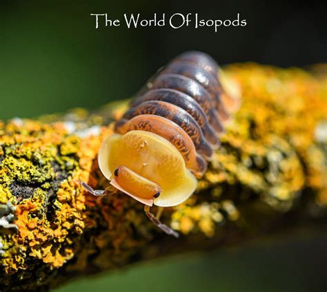 Rubber Duckys The World Of Isopods