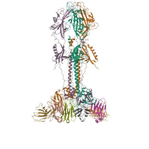 Rcsb Pdb 9lld Post Fusion Ectodomain Of Kshv Gb In Complex With 2c4 Fab