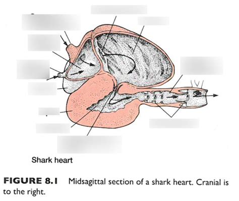 Squalus Heart 2 Diagram Quizlet