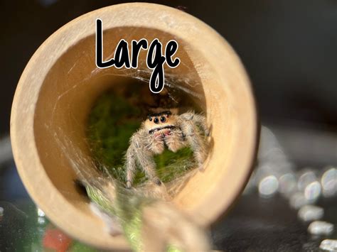 Flower Pot Jumping Spider Hide Etsy