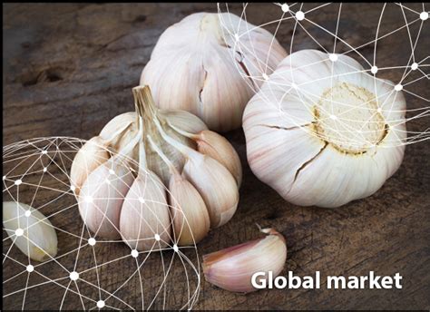 Overview Global Garlic Market