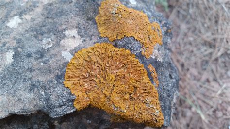 17 Questions With Answers In Lichen Taxonomy Science Topic
