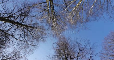 Deciduous Trees In Spring Season Smoothly Moving Between Trees Gimbal Shot Stock Footage