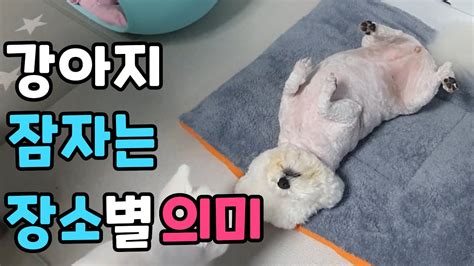 강아지 잠자는 장소별 의미 알려드립니다 방문앞 현관 쇼파밑 거실중앙 보호자옆 Youtube