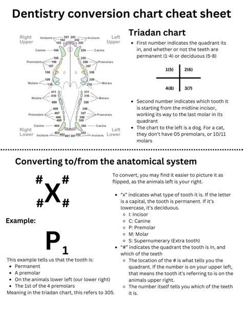 Diagram Of Dentistry Charting Lab 2 Quizlet