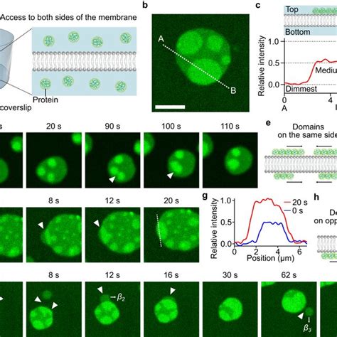 Protein Phase Separation On Both Membrane Surfaces Leads To Download Scientific Diagram