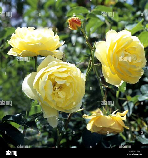 Englische Rose ‘graham Thomas Iqgp