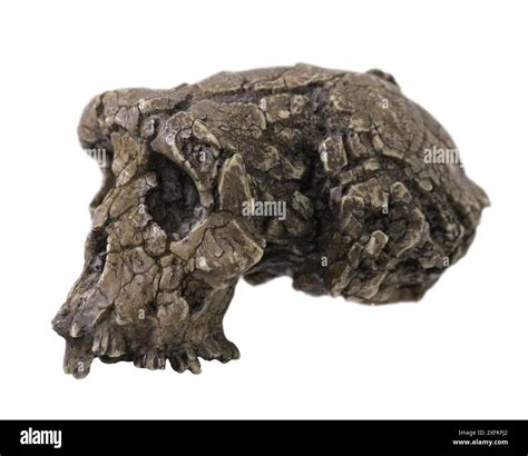 Sahelanthropus Tchadensis The Earliest Hominins Sahelanthropus