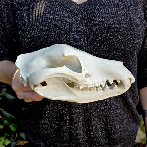 Lifesize Thylacine Skull Replica 3d Printed Tasmanian Tiger Display Etsy