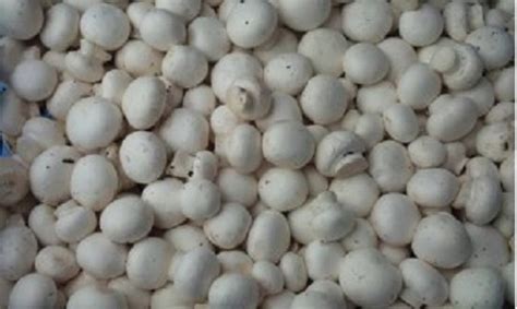 Button Mushroom At Best Price In Belgaum Karnataka Sachin Enterprises