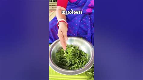 Drumsticks 🇮🇳muringayilathoran Muringa India Youtube