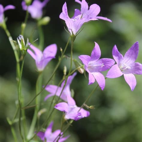 Deaflora Wiesen Glockenblume