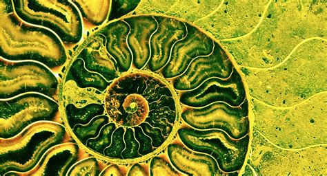 From Unconscious Evolution To A Revolution In Consciousness Oshotimes